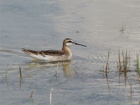 Bird Migration Archives Wild About Utah