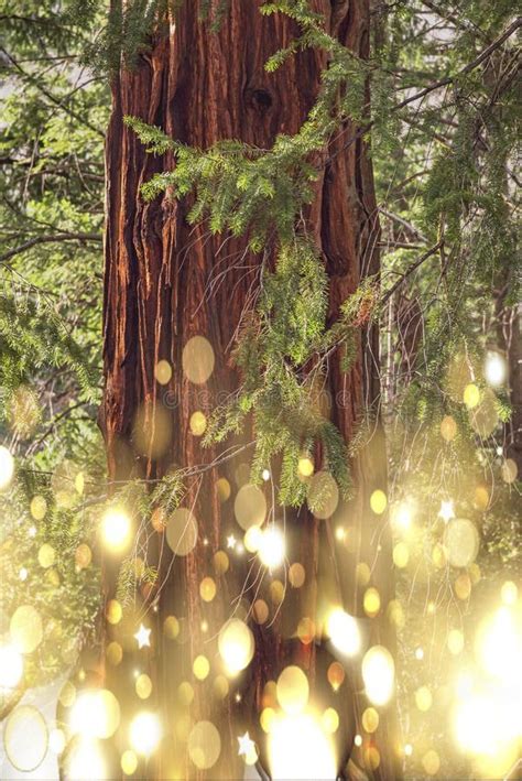 Sparkling Sequoia Tree Artistic Painting Stock Illustration Illustration Of Outside Woods