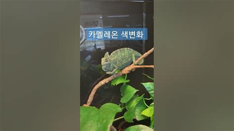 카멜레온 색변화 과정 도마뱀 구래동 게코 도마뱀키우기 핸들링 파충류 파충류키우기 카멜레온 크레 리키에너스 크레스티드게코 김포파충류 파충류샵 Youtube