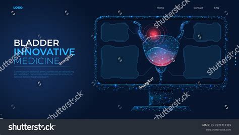 Digital 3d Low Poly Bladder Model Stock Vector Royalty Free