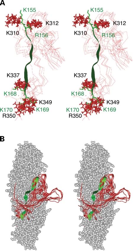 Structural Comparison Of Zic3 Nls With Reference Proteins A