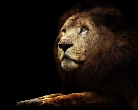 Brown Lion Lion Animals Big Cats Hd Wallpaper Wallpaper Flare