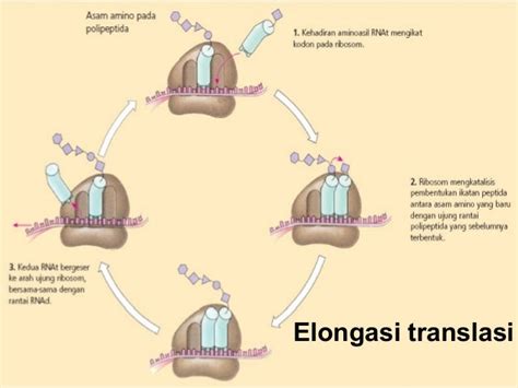Bab 3 Sintesis Protein