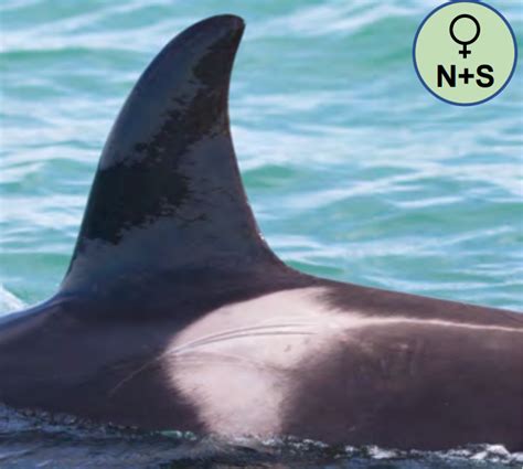 Nz132 Xiphosura Killer Whale Wiki Fandom