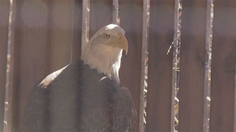 2 Men Charged With Killing A Bald Eagle Trying To Eat It