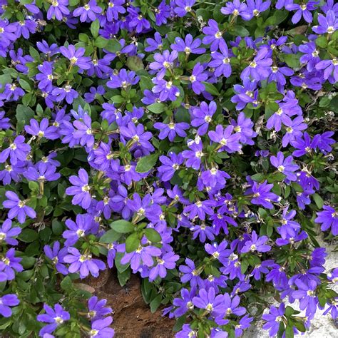Blue Fanflower Flourishes In Texas Landscapes