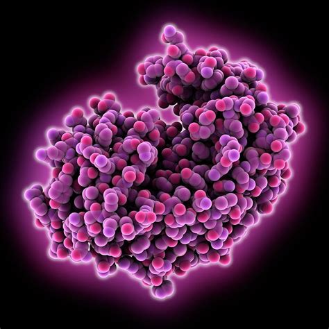 Bovine Chymosin Molecule Photograph By Laguna Designscience Photo