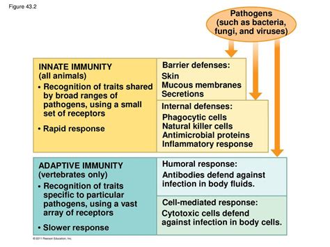 Chapter 43 The Immune System Ppt Download