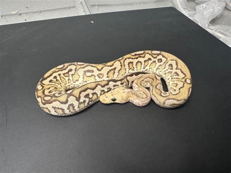 fire cinnamon spotnose clown possible red stripe ball python by semper