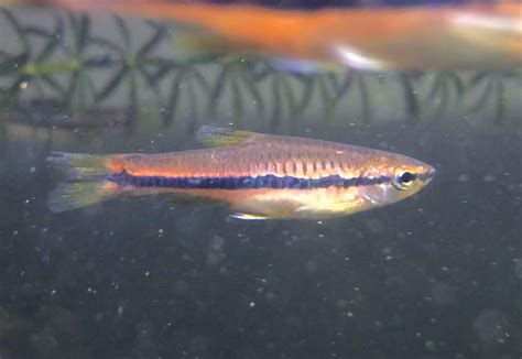 Gambar Ikan Seluang 56 Koleksi Gambar