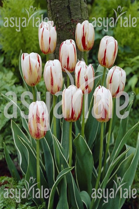 Tulip - Happy Generation