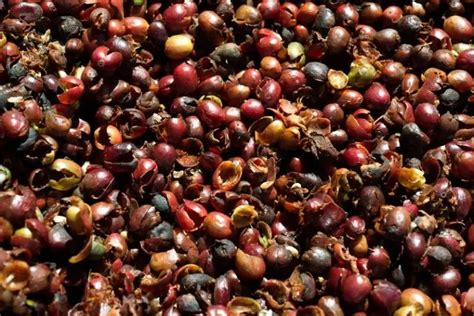 La Cáscara De Cafe Vale Mas Que El Grano