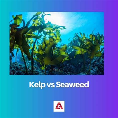 Kelp Vs Seaweed Difference And Comparison