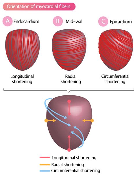 Strain Strain Rate And Speckle Tracking Myocardial Deformation The