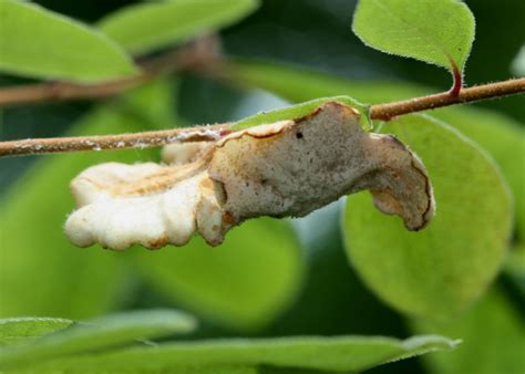 Dealing With Azalea Plant Diseases Identification And Treatment