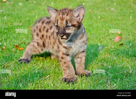 Cougar Cubs Are Born With A Full Coat Of Fur Initially The Fur Is A