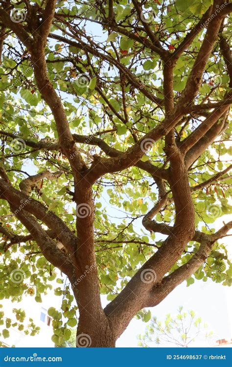 Branches Et Feuilles Du Tronc D arbre Image stock Image du été