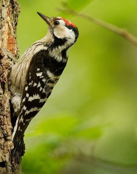 Woodpeckers Everything You Need To Know About The 3 British Species