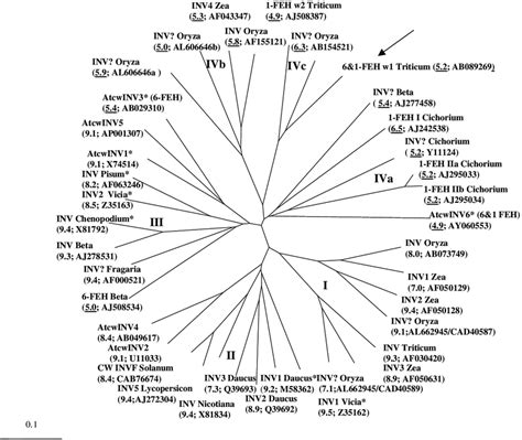 Unrooted Phylogenic Tree Of Cdna Derived Amino Acid Sequence Of Plant