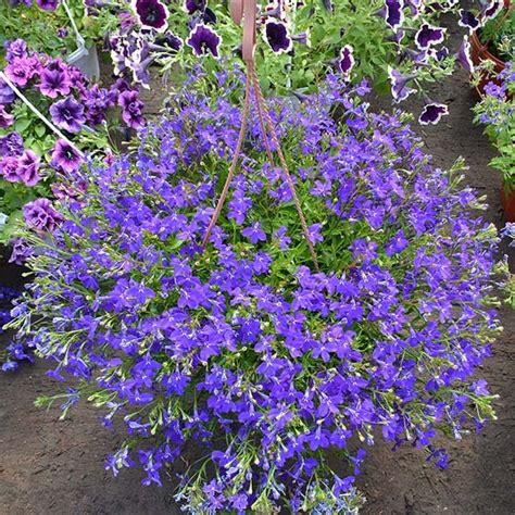 Лобелия ампельная | Lobelia