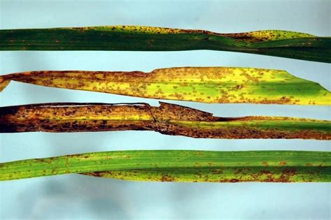 Daylily Rust Identify Control And Disease Prevention Tips