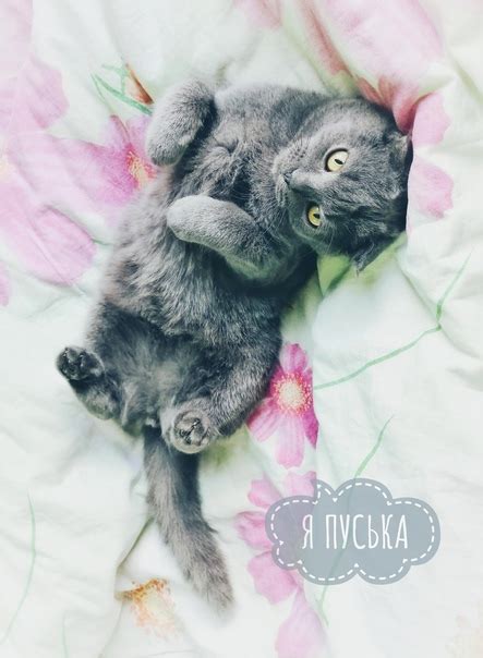 Отдаю БЕСПЛАТНО котят в добрые руки голубых плюшевых и шерстяных шотландцев фолд и страйт