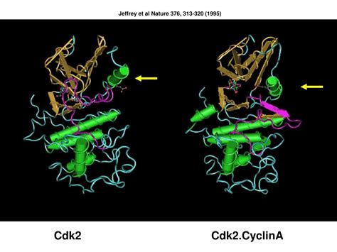 Ppt Protein Kinases Powerpoint Presentation Free Download Id 4751773