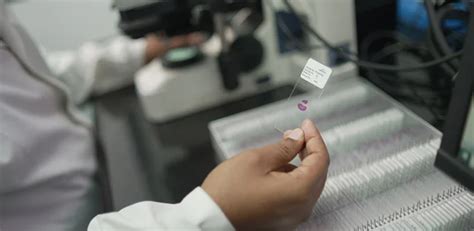 Antigen Preparation And Immunization Aurigene Pharmaceutical Services