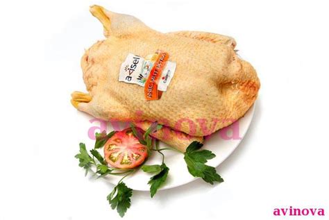 Ànec Mut Femella Avinova