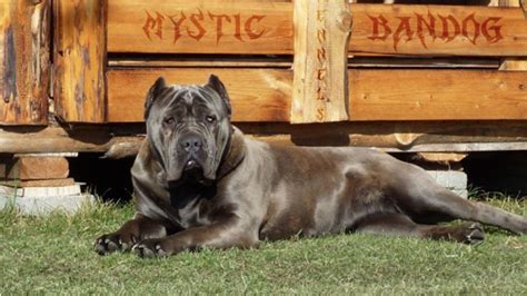 Conheça 7 raças de cachorros proibidos no Brasil Folha do Pará