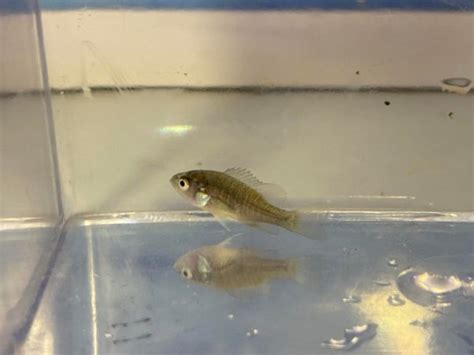 Rosy Red Minnow Care Guide Breeding Tank Size And Disease