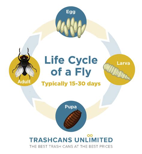 Flies That Lay Eggs In Human Skin