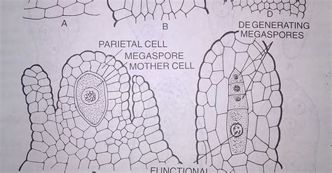 Development Of Megaspore Mother Cell Megasporogenesis And