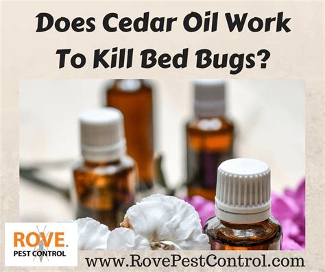 Does Cedar Oil Work To Kill Bed Bugs Rove Pest Control