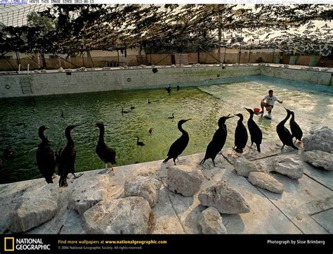 Pic Cormorants 187817b Cormorants