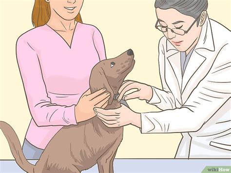 3 Formas De Conseguir Una Carta Para Tener Un Animal De Apoyo Emocional