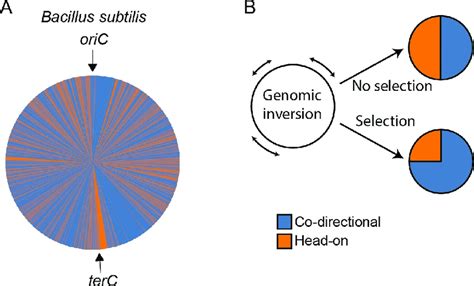 Genome Wide Bias Against Head On Genes Reflects Negative Selection A