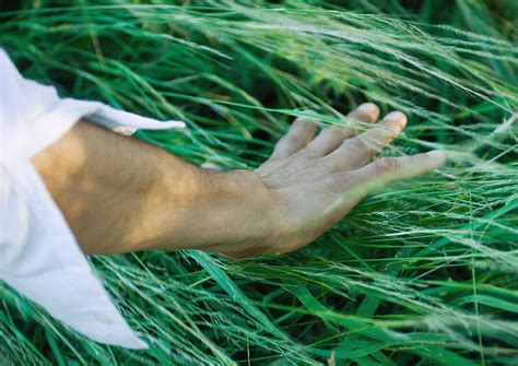 Man Touching Grass Cropped View Of Arm License Image 70506689