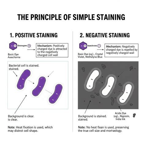 Simple Staining Procedure Principle Result Biology Notes Online