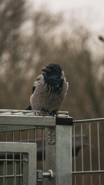 Premium Photo Crow In Flight Graceful Wingspan And Aerial Mastery In
