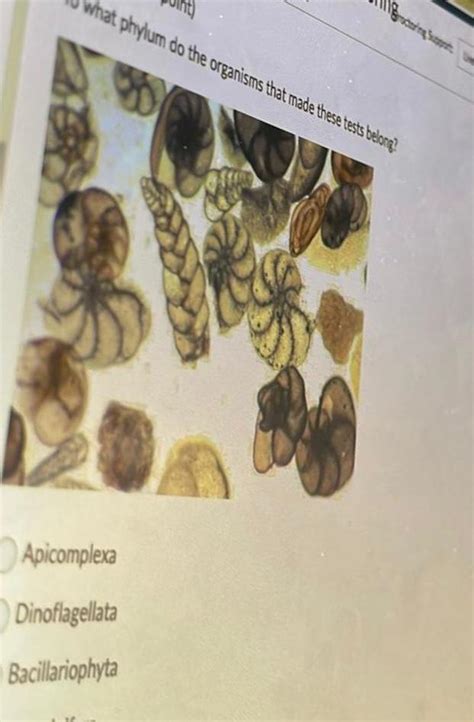 Answered What Phylum Do The Organisms That Made These Tests Belong