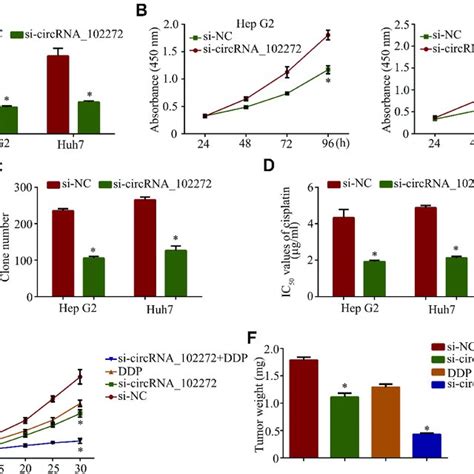 Knockdown Of Circrna102272 Suppresses Cell Proliferation And