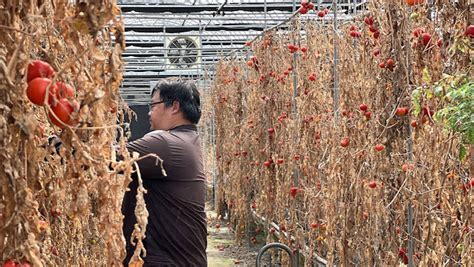 返鄉青農打造友善農耕天地 葉紘源用職人精神耕作