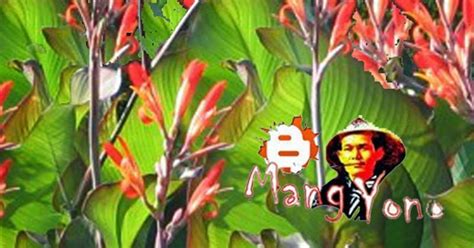 Tanaman Ganyong Bagus Untuk Tanaman Hias