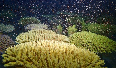 Can Marine Sex Be So Gay I Am Educated As A Marine Biologist By
