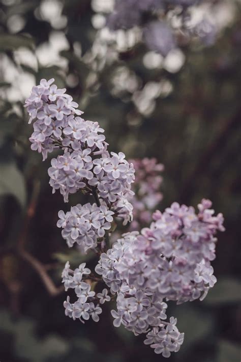 Lilac Tree Wallpaper