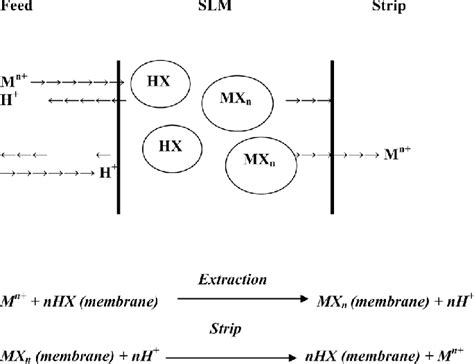 Schematics For Uranium Transport Across The Supported Liquid Membrane