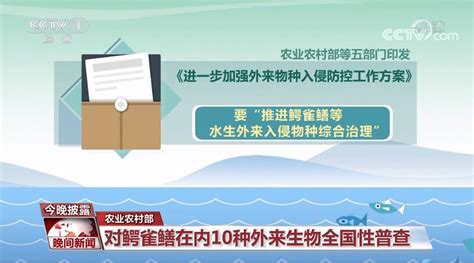 鳄雀鳝，为何“来者不善？新闻频道央视网