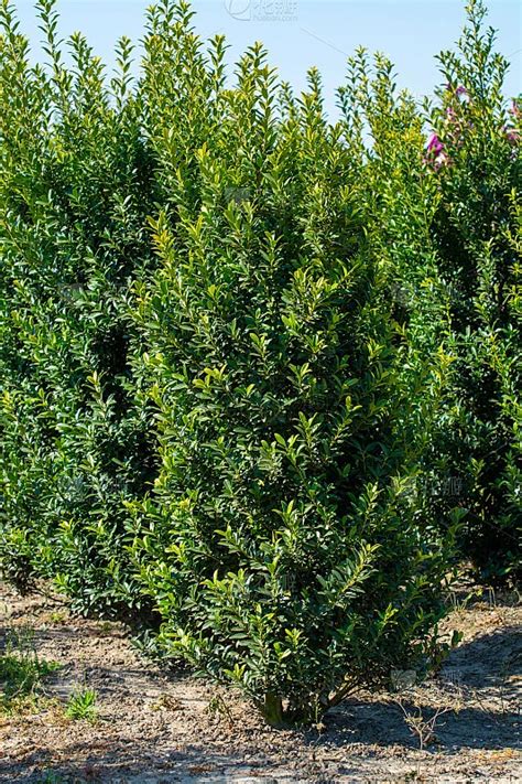 种植园与绿色花园装饰树木在不同的形状素材 花瓣网