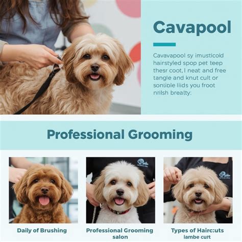 The Best Guide Of Cavapoo Hairstyles And Grooming Ideas